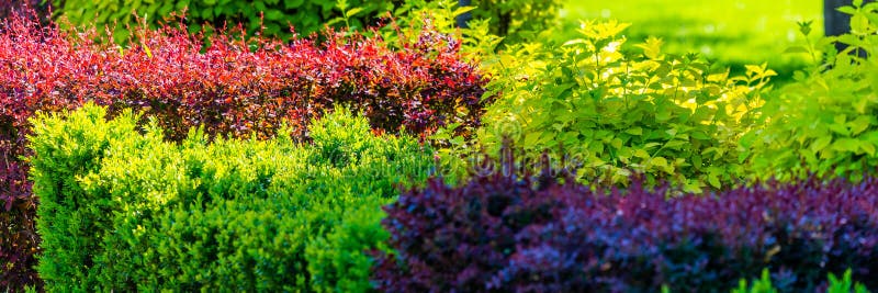 Colorful Hedges in the City Park Stock Image - Image of city, parks ...