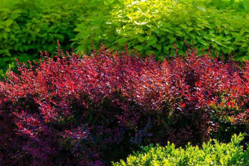 Colorful Hedges in the City Park Stock Photo - Image of footpath, bush ...
