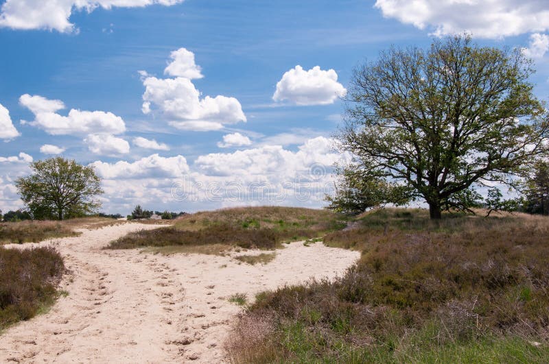 Colorful Heith Landscape in a Nature Reserve. Stock Image - Image of ...