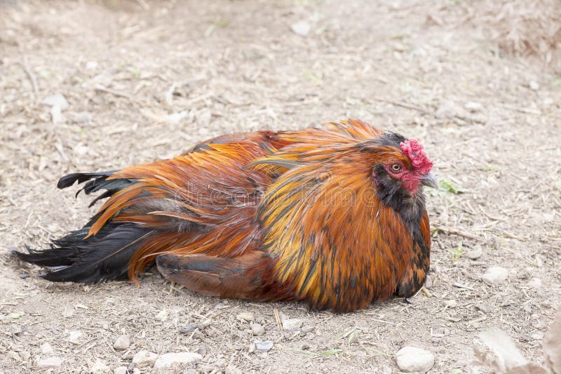 Colorful hen stock photo. Image of plumage, farm, portrait - 82021512