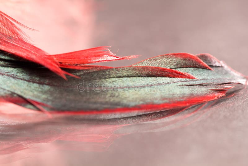 Colorful hen feather stock image. Image of studio, details - 58424609