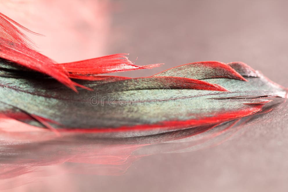 Colorful hen feather stock image. Image of studio, details - 58424609