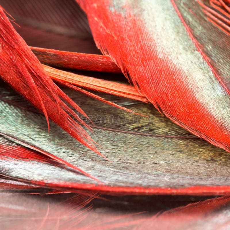 Colorful hen feather stock photo. Image of fowl, ornamental - 58424656