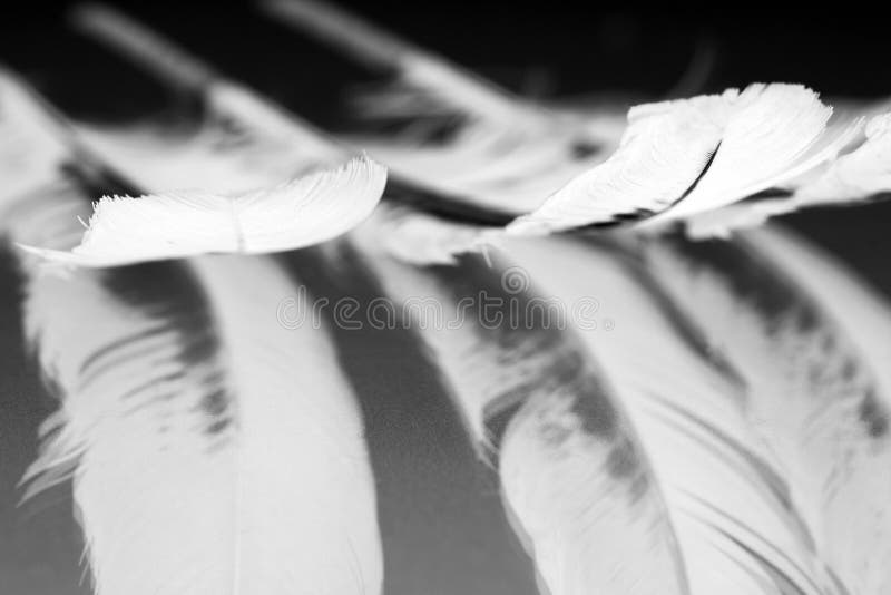 Colorful Hen Feather with Details Stock Photo - Image of bright, rural ...