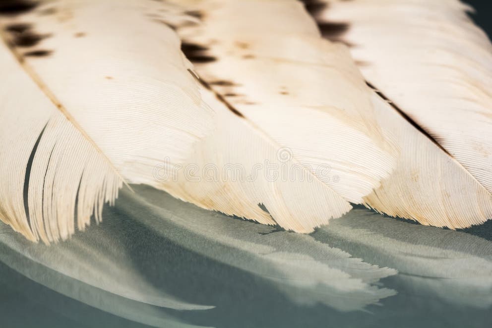 Colorful Hen Feather with Details Stock Image - Image of rural ...