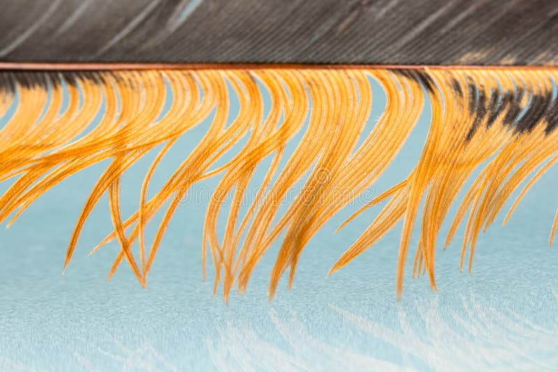 Colorful Hen Feather with Details Stock Image - Image of light, rural ...