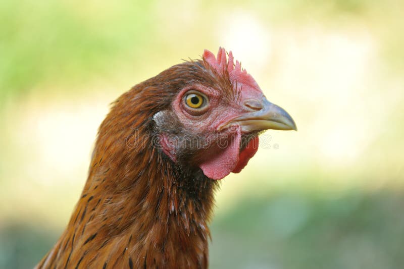 Hen stock image. Image of livestock, live, bird, domesticated - 30067543