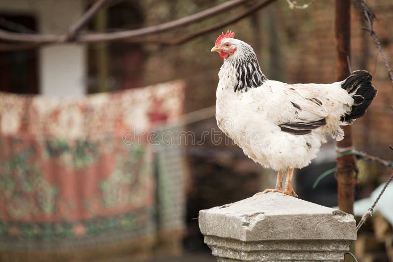 Colorful hen portrait stock photo. Image of rooster, romania - 24999080