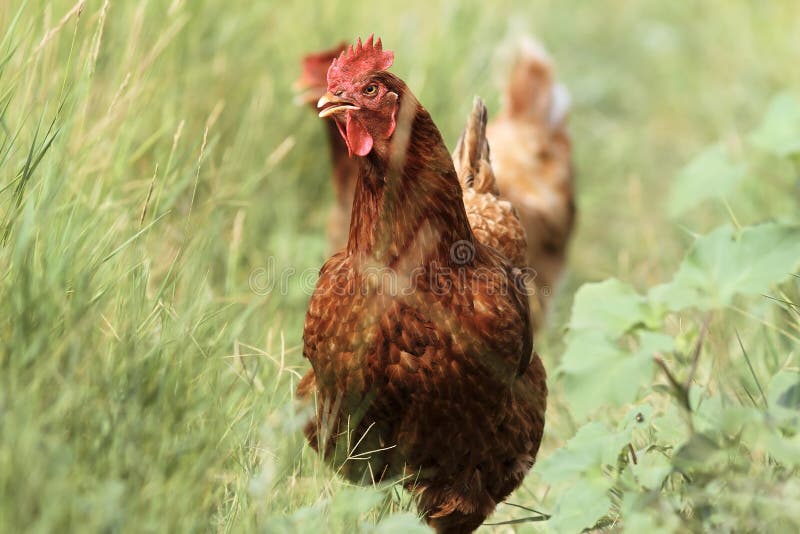 Hen running at the farm stock photo. Image of agriculture - 32099962