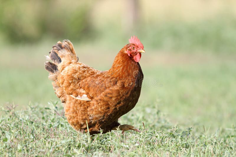 Colorful Hen Walking on Lawn Stock Photo - Image of fowl, outdoors ...