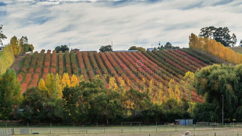 A colorful hill stock photo. Image of farm, industry - 80170062