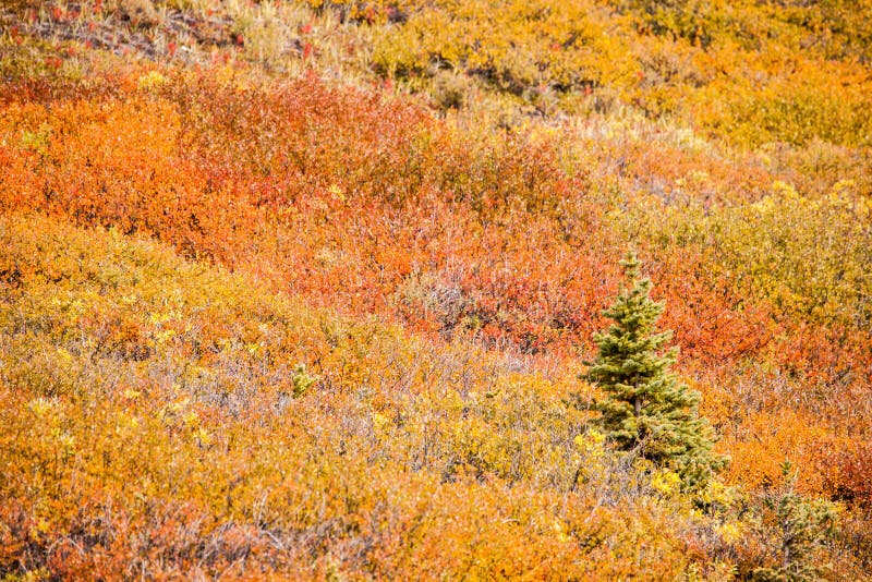 Colorful Autumn Hillside Bushes Stock Image - Image of fall, shrub ...