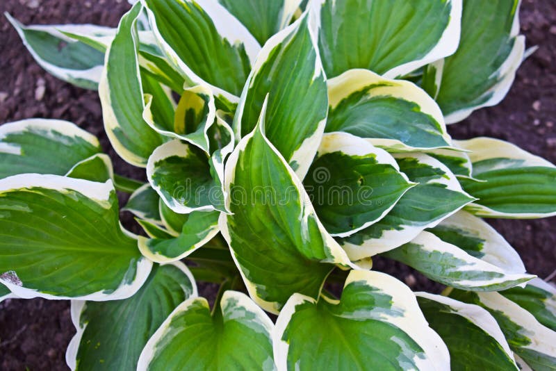 Colorful host. stock image. Image of growth, texture - 150729253