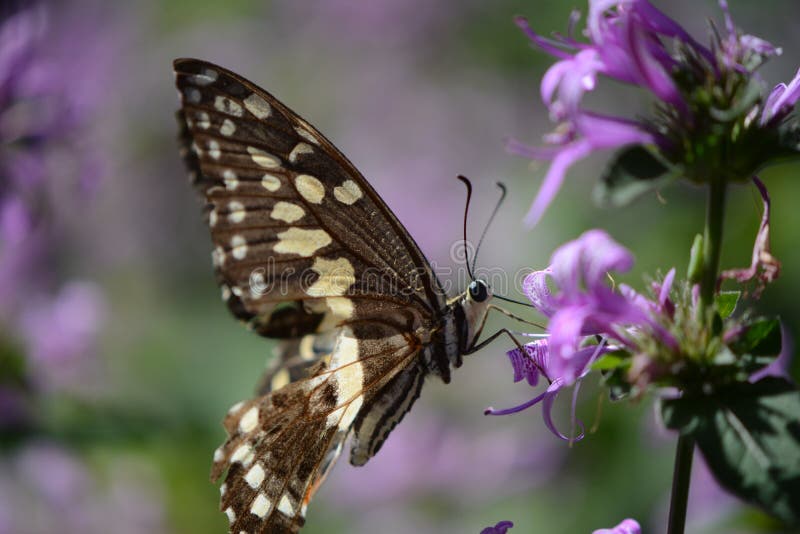 Colorful Hover Moth Pollinating. Stock Photo - Image of moth, hover ...
