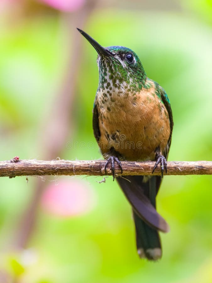 Colorful Hummingbird Rest on a Perch Stock Image - Image of bloom ...