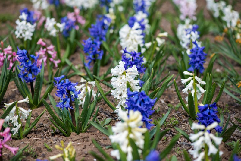 Colorful Hyacinths Flowering in a Spring Garden Stock Image - Image of ...