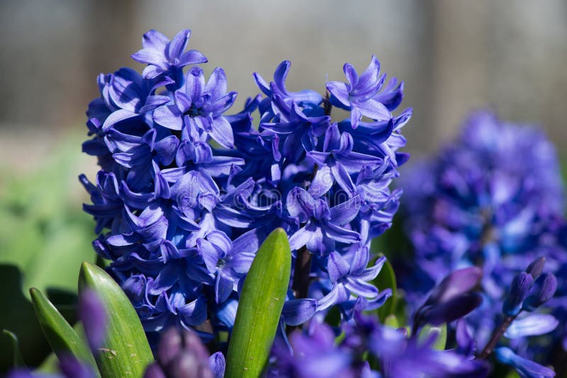 Colorful Hyacinths Flowering in a Spring Garden Stock Photo - Image of ...