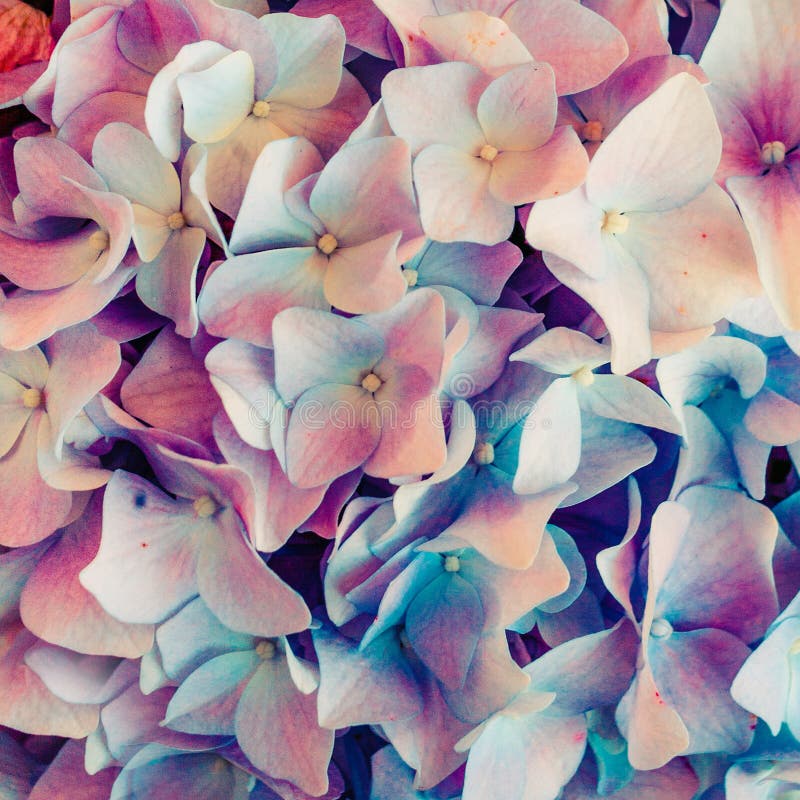 Colorful Hydrangea Flower Background Close Up Stock Photo - Image of ...