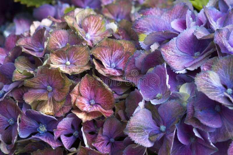 Colorful Hydrangea Flower Background Stock Image - Image of blossom ...