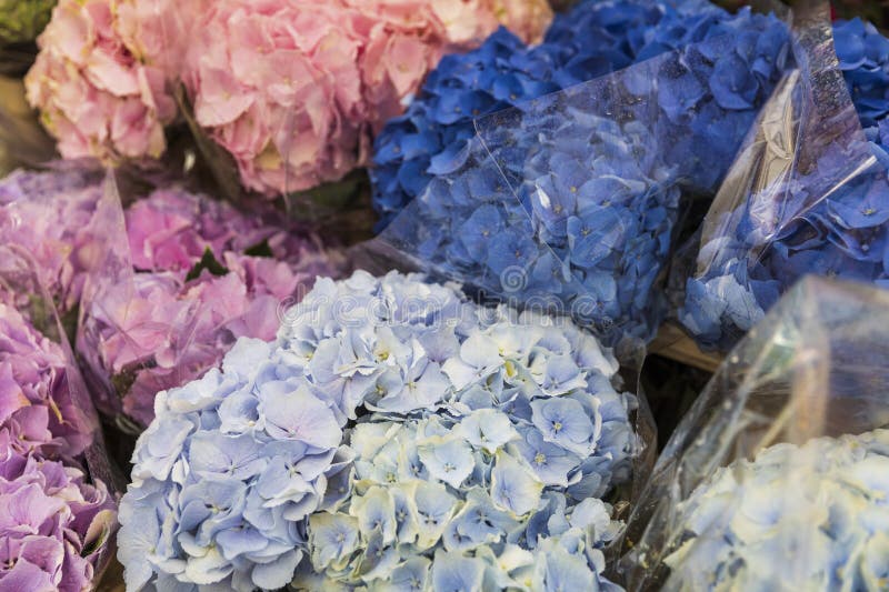 Colorful hydrangea stock image. Image of flower, retail - 385981335