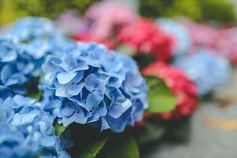 Colorful Hydrangea Flower Garden , Nature Concept Stock Photo - Image ...