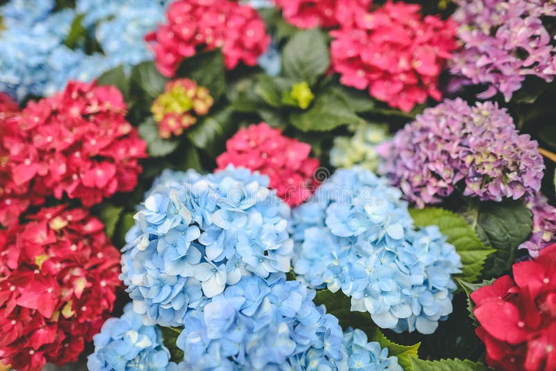 Colorful Hydrangea Flower Garden , Nature Concept Stock Photo - Image ...
