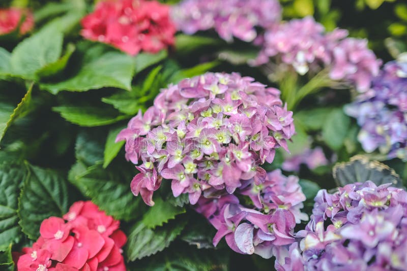 Colorful Hydrangea Flower Garden , Nature Concept Stock Photo - Image ...