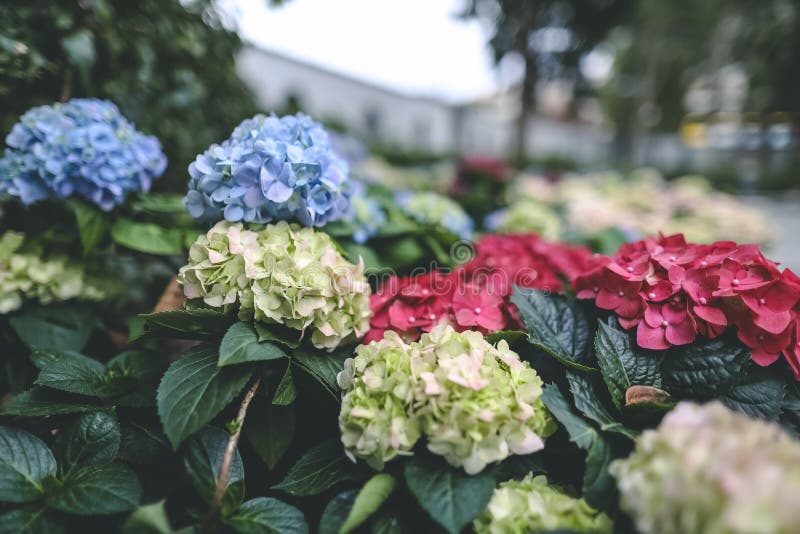 Colorful Hydrangea Flower Garden , Nature Concept Stock Image - Image ...