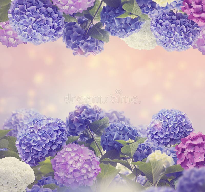 Colorful Hydrangea Flowers for Background Stock Image - Image of purple ...