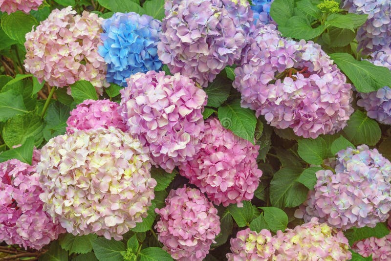 Colorful Hydrangea Flowers. Hydrangea Macrophylla Stock Image - Image ...