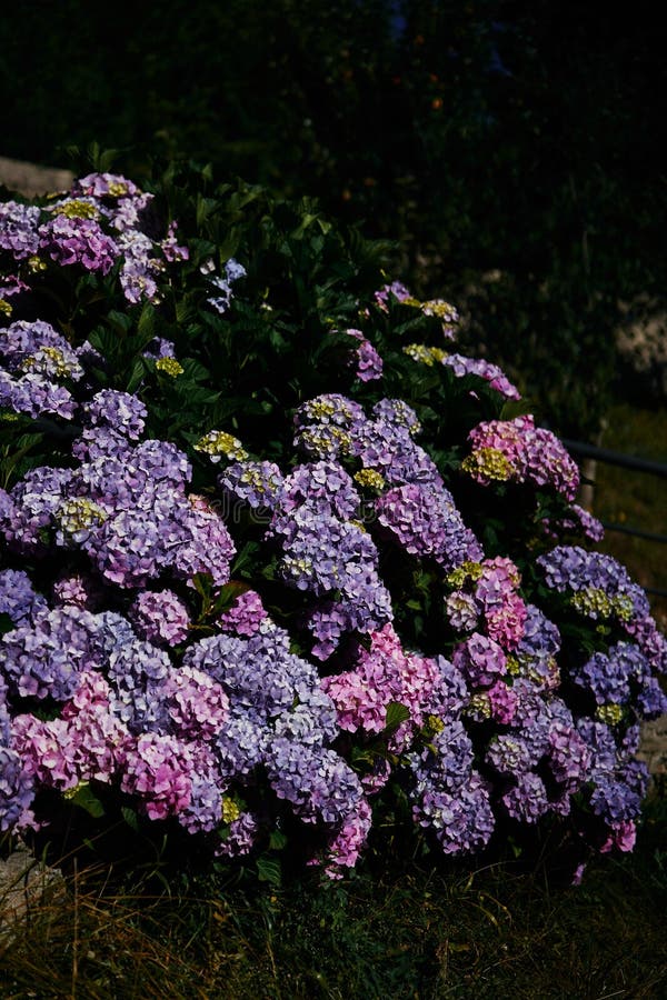 Colorful Hydrangea Flowers in Harsh Light, Texture, Background Stock ...
