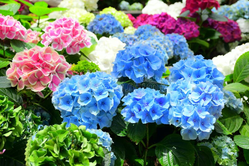 Colorful Hydrangea Flowers in Indoor Garden. Stock Image - Image of ...