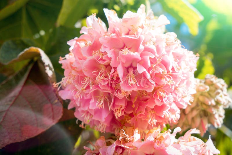 Colorful Hydrangea in the Sunset in the Garden Stock Image - Image of ...