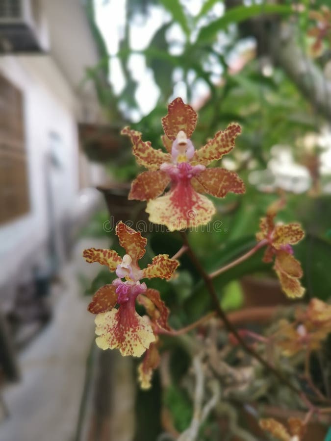 Colorful Hydrid Oncidium Tiny Dancing Lady Orchid Stock Image - Image ...