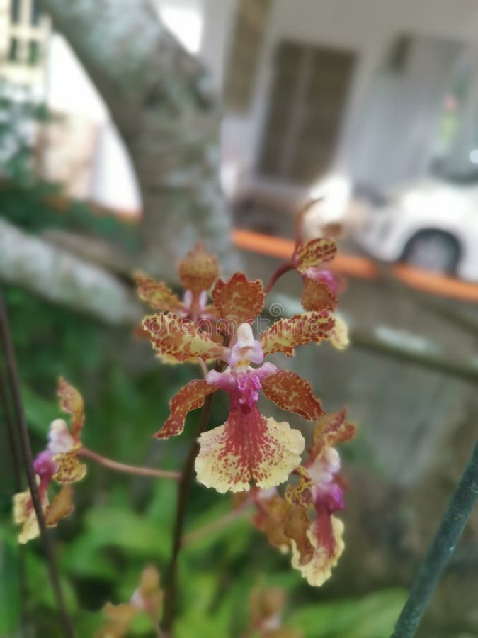 Colorful Hydrid Oncidium Tiny Dancing Lady Orchid Stock Photo - Image ...