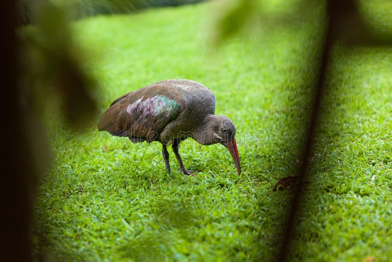 Colorful ibis stock photo. Image of african, ciconiiformes - 87497370