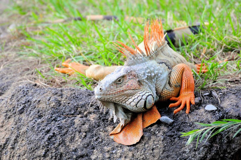 Colorful Iguana stock photo. Image of outdoors, colours - 20845704