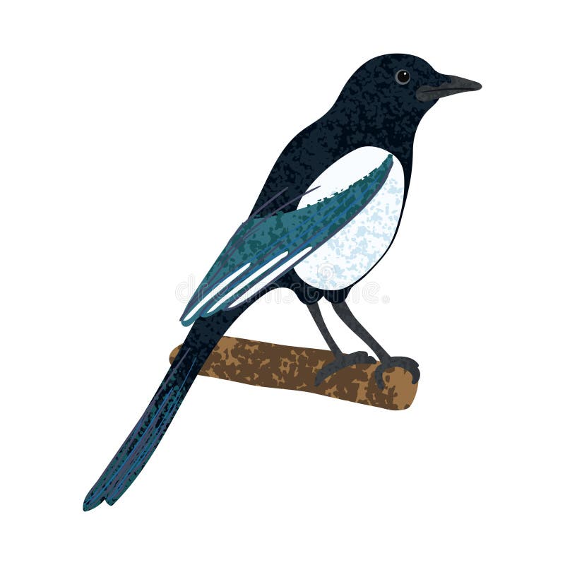 Colorful Illustration of Magpie Bird Stock Illustration - Illustration ...