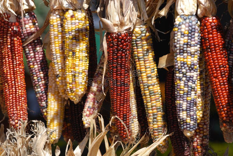 Colorful Indian corn stock image. Image of close, thanksgiving - 60505911