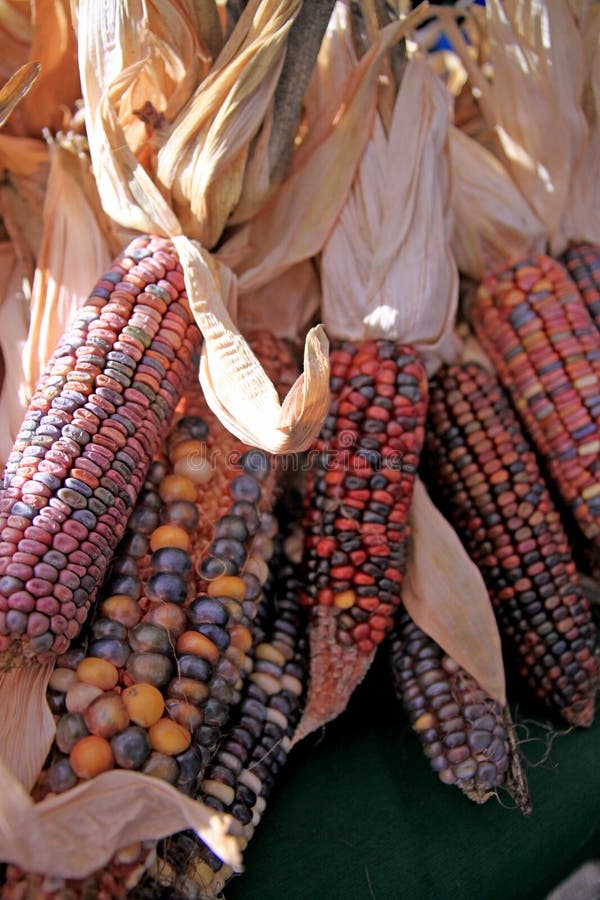 Colorful Indian corn cobs stock photo. Image of colourful - 21866860