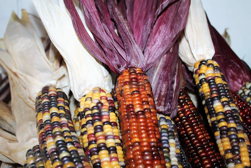 Colorful Indian Corn stock image. Image of thanksgiving - 102667105