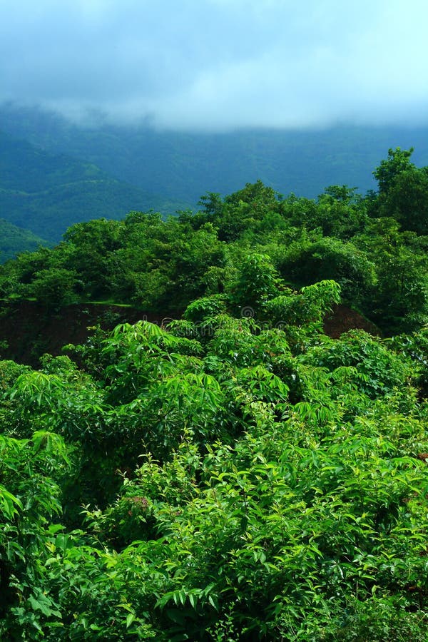 Colorful Indian monsoon stock photo. Image of trees, blue - 28416038