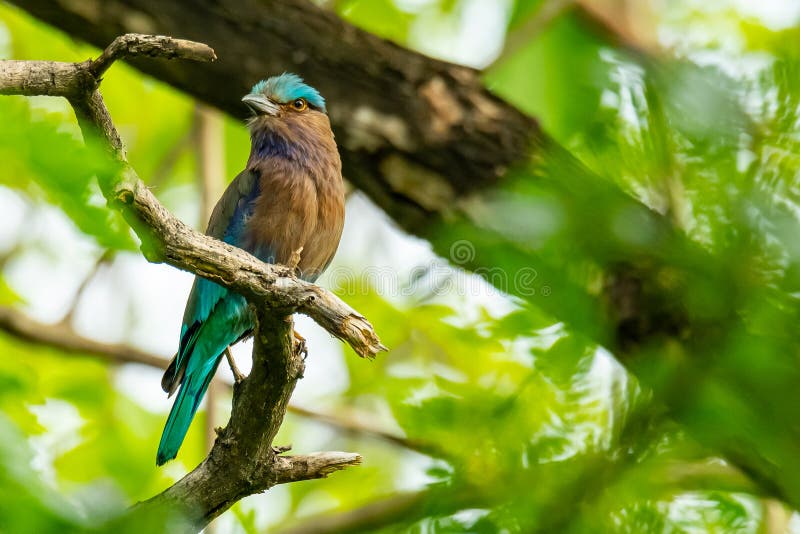 Colorful Indian Roller Perching on a Perch, Puffing Up Its Plumage ...