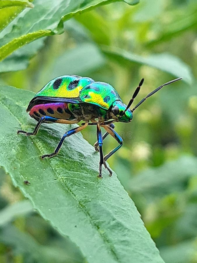 Colorful Insect on the Leaf Stock Photo - Image of green, insect: 226887564