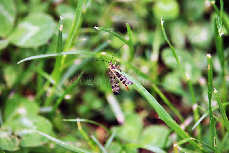 Colorful insect stock photo. Image of green, standing - 91561272