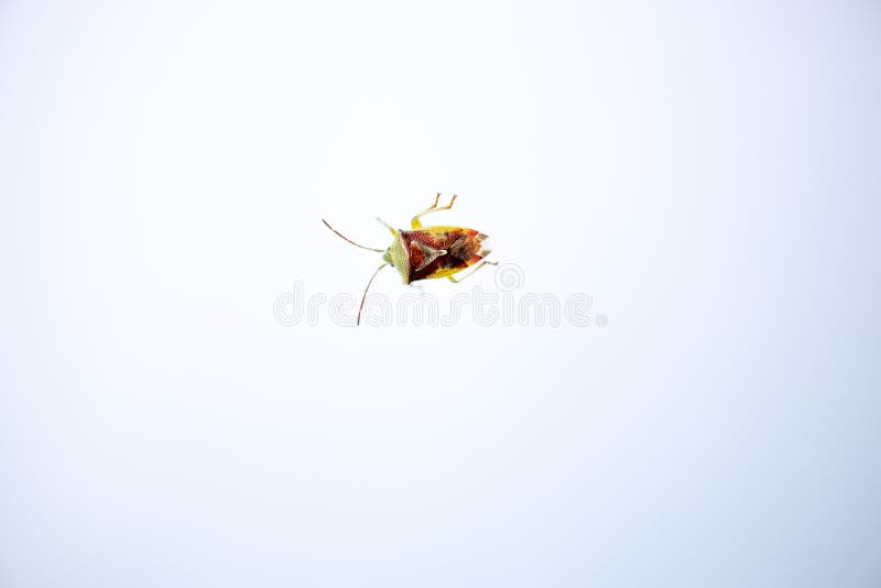 ]colorful Insect on a White Bright Background in Close-up Stock Image ...