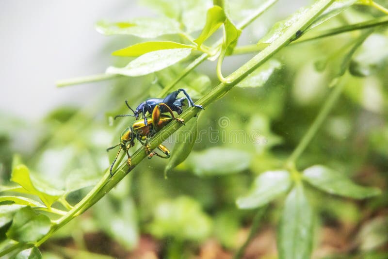 Colorful Insects Mating on a Branch in the Forest Stock Image - Image ...