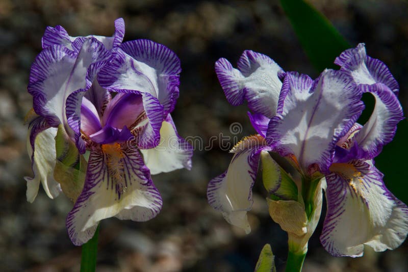 Iris in May stock photo. Image of iris, rhizome, bulbs - 126321346