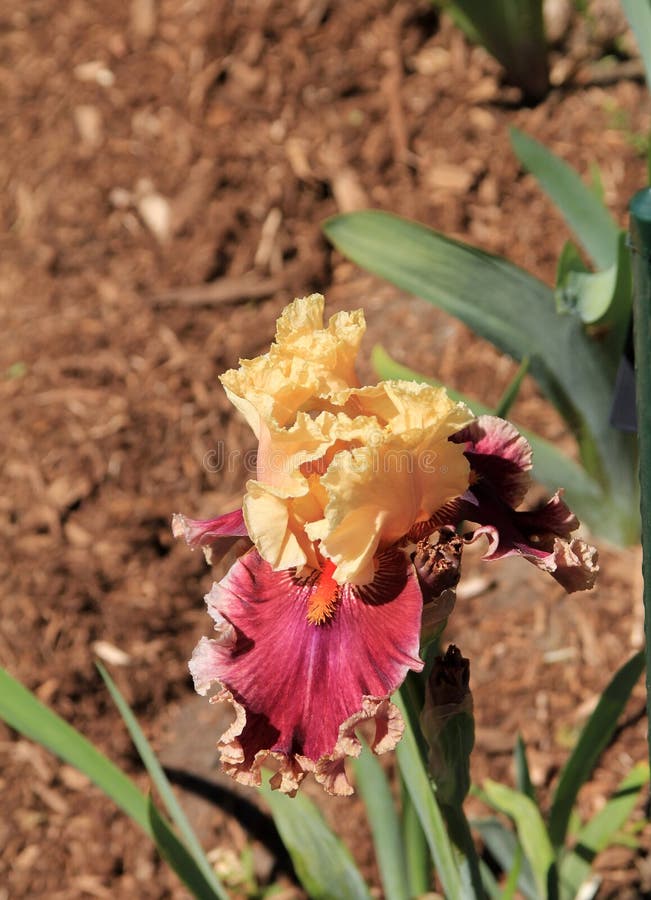 Colorful Iris stock photo. Image of color, plant, iris - 187319184