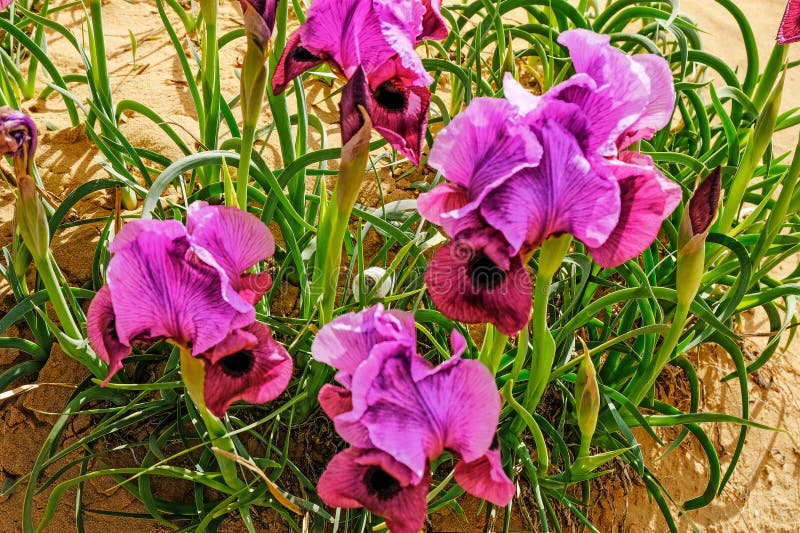 Colorful Iris Flowers Close Up in Field Stock Image - Image of season ...